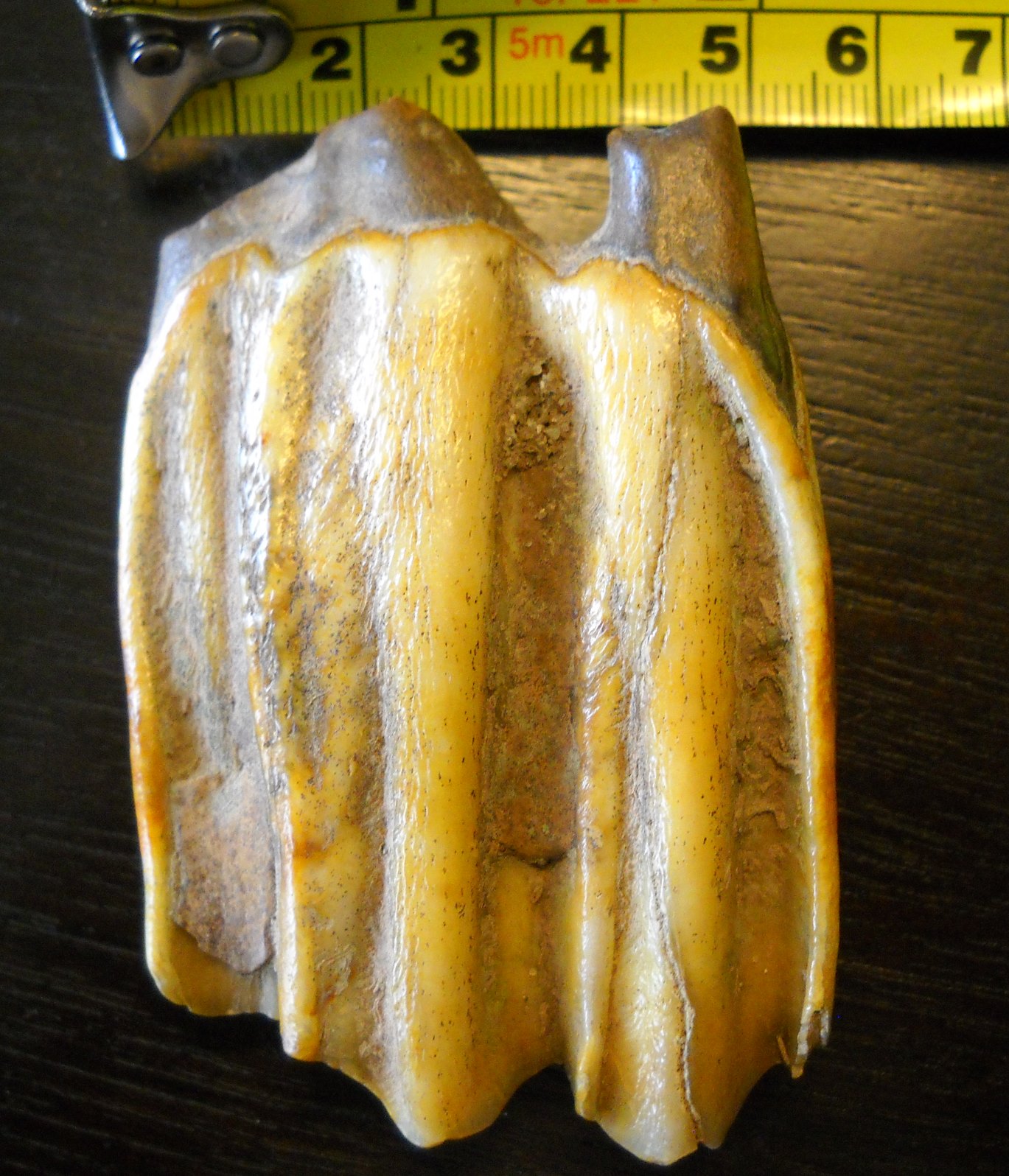 Bison Tooth? - Fossil ID - The Fossil Forum