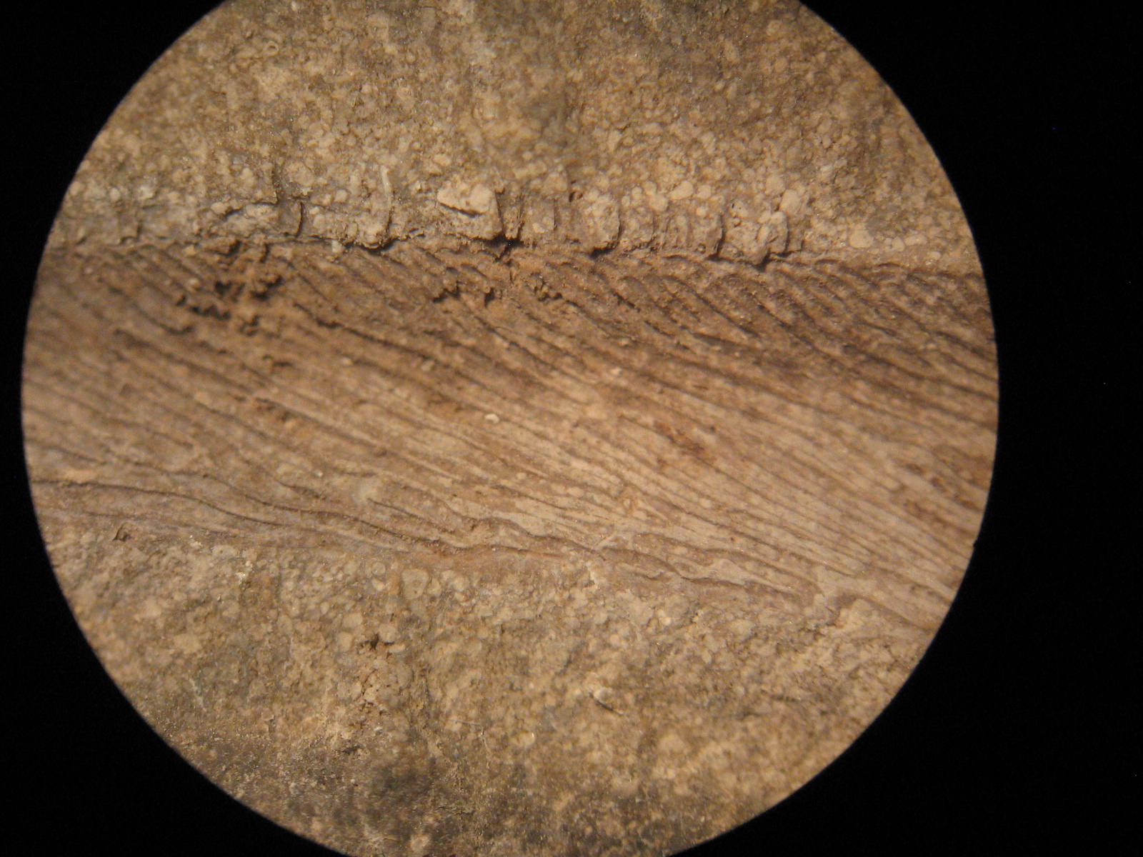 Upper Penn - Eudora Shale Nodule - Fossil ID - The Fossil Forum