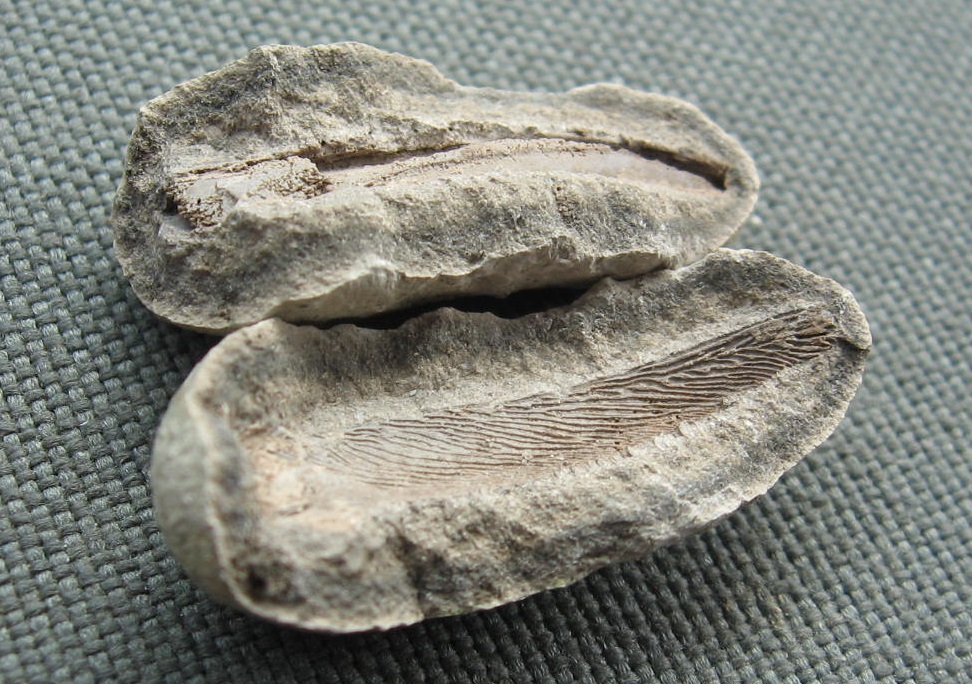 Upper Penn - Eudora Shale Nodule - Fossil ID - The Fossil Forum