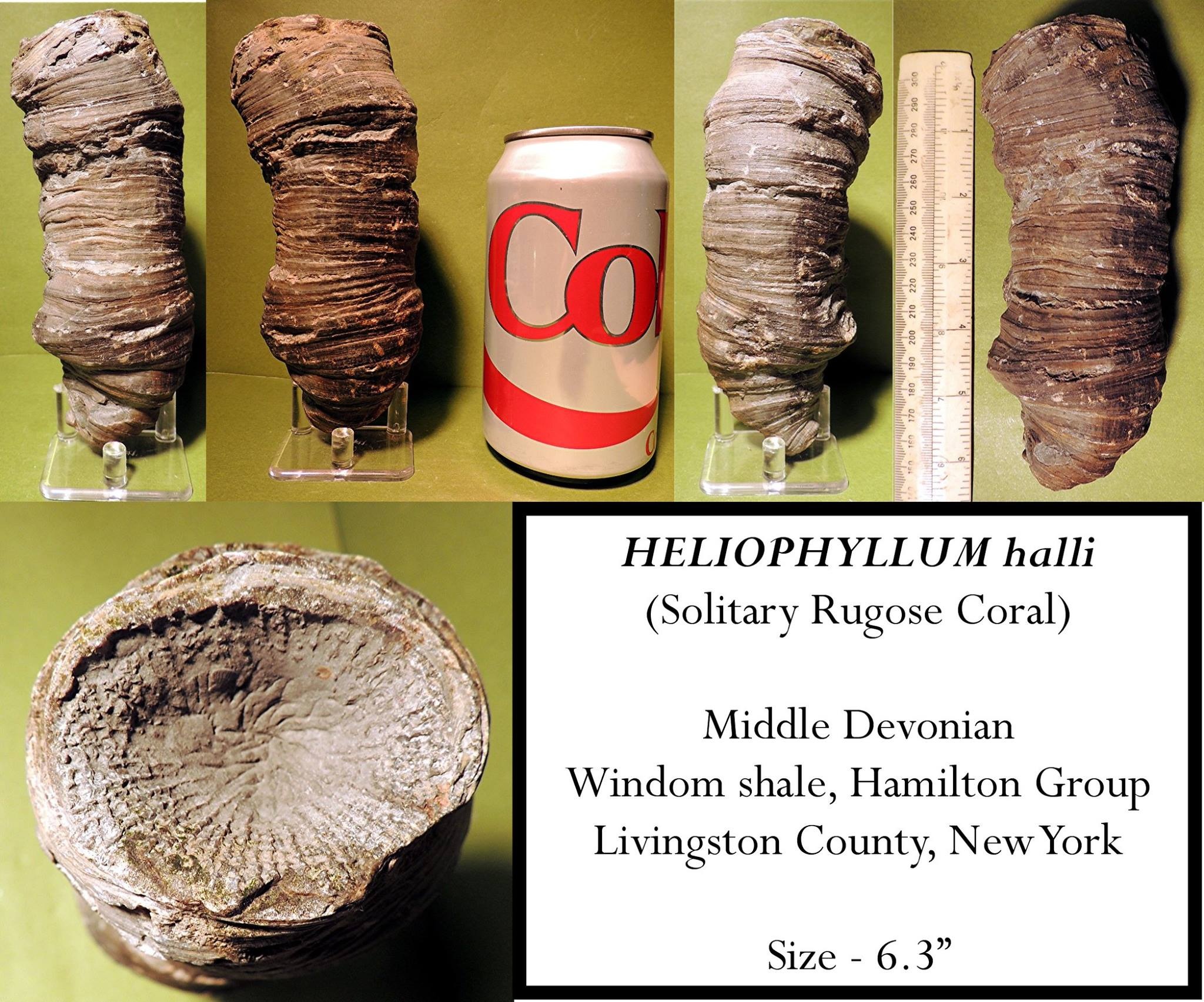 Ny Devonian Circle - Fossil ID - The Fossil Forum