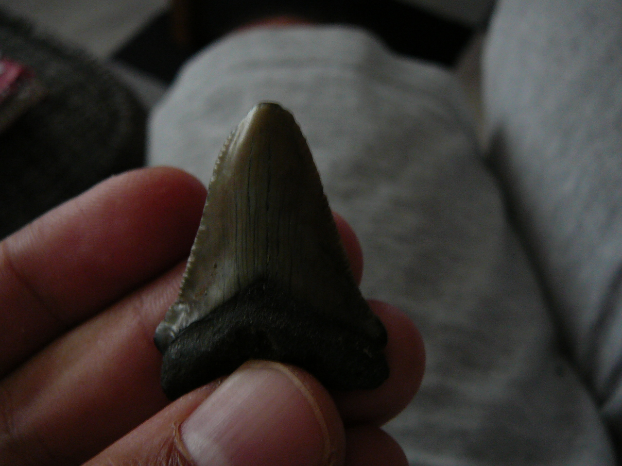 Is It A Meg Tooth? - Fossil ID - The Fossil Forum
