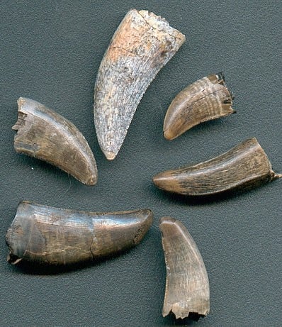 Tyrannosaurid Teeth - Member Collections - The Fossil Forum
