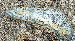 Paleozoic Shark Teeth - Member Collections - The Fossil Forum