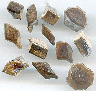 Shark? Fish? - Fossil ID - The Fossil Forum