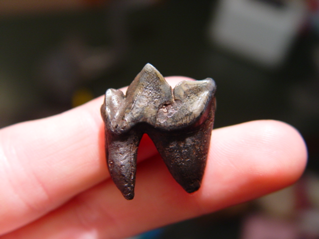 Panther - General Fossil Discussion - The Fossil Forum