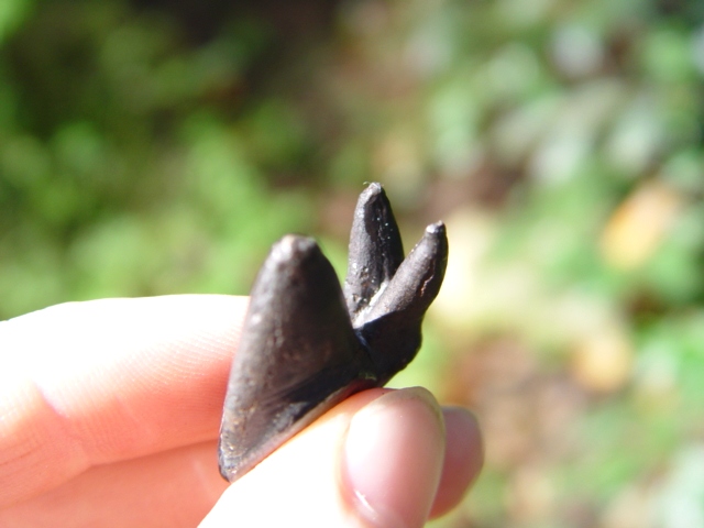 Panther - General Fossil Discussion - The Fossil Forum