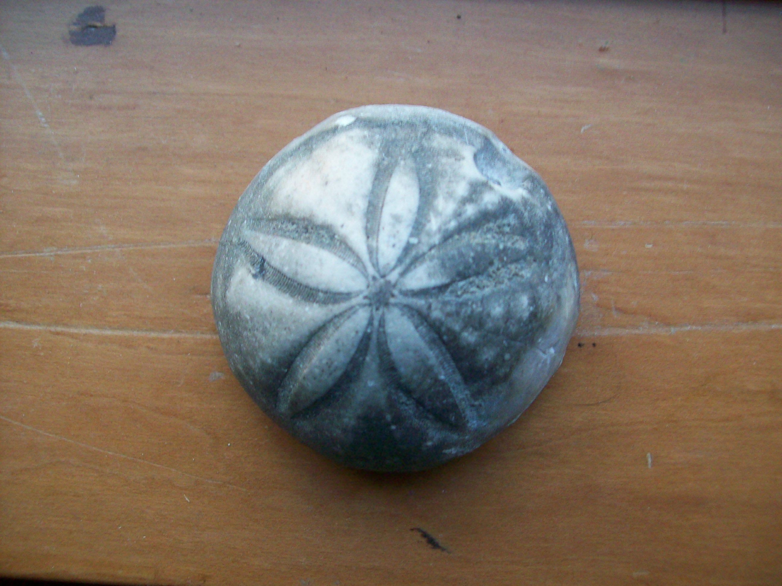 What Kind Of Fossil Sand Star Is This? - Fossil ID - The Fossil Forum