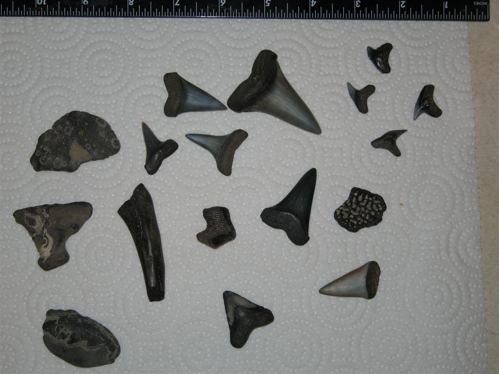 A Day At The Cliffs. - Fossil Hunting Trips - The Fossil Forum