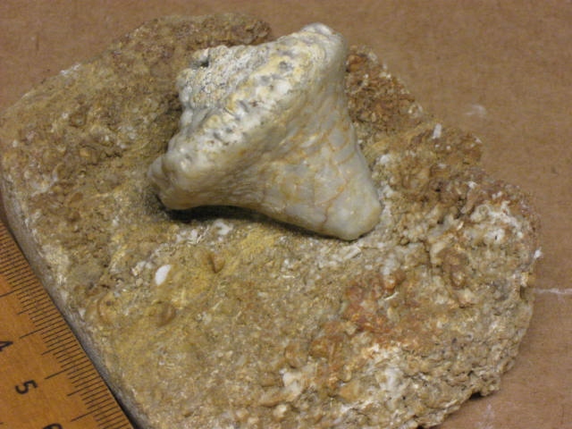 Crinoid Cup From Who Knows Where? - Fossil ID - The Fossil Forum
