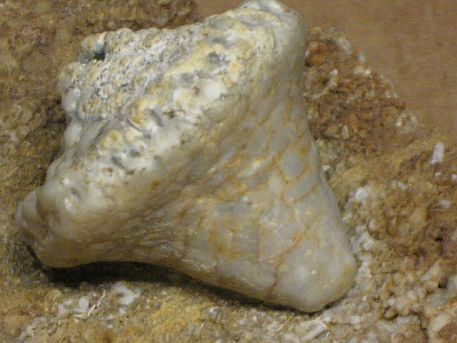 Crinoid Cup From Who Knows Where? - Fossil ID - The Fossil Forum