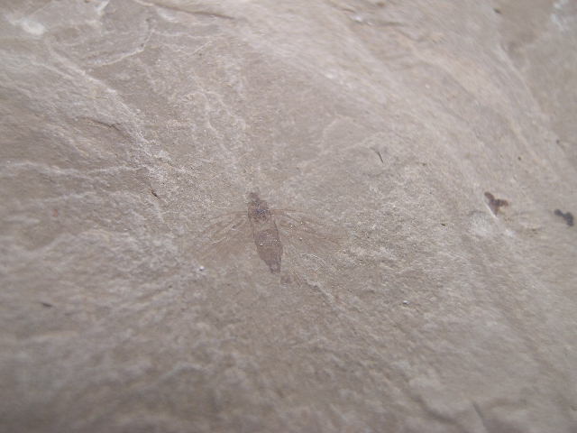 Neato Insects - Fossil Hunting Trips - The Fossil Forum