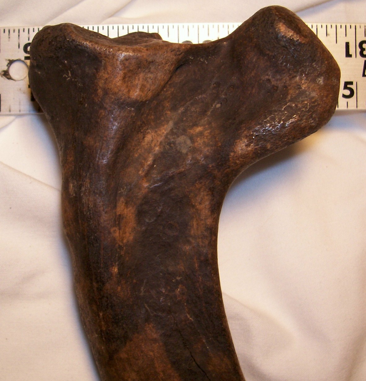 Big Partial Rib? - Fossil ID - The Fossil Forum