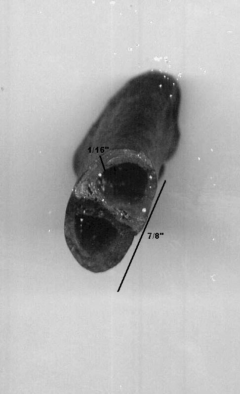 Odd Bone? - Fossil ID - The Fossil Forum
