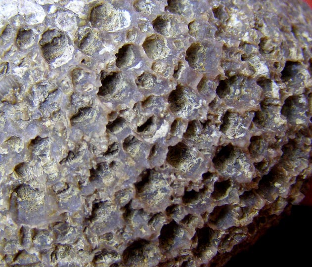 What Is This Colonial Creature? - Fossil ID - The Fossil Forum