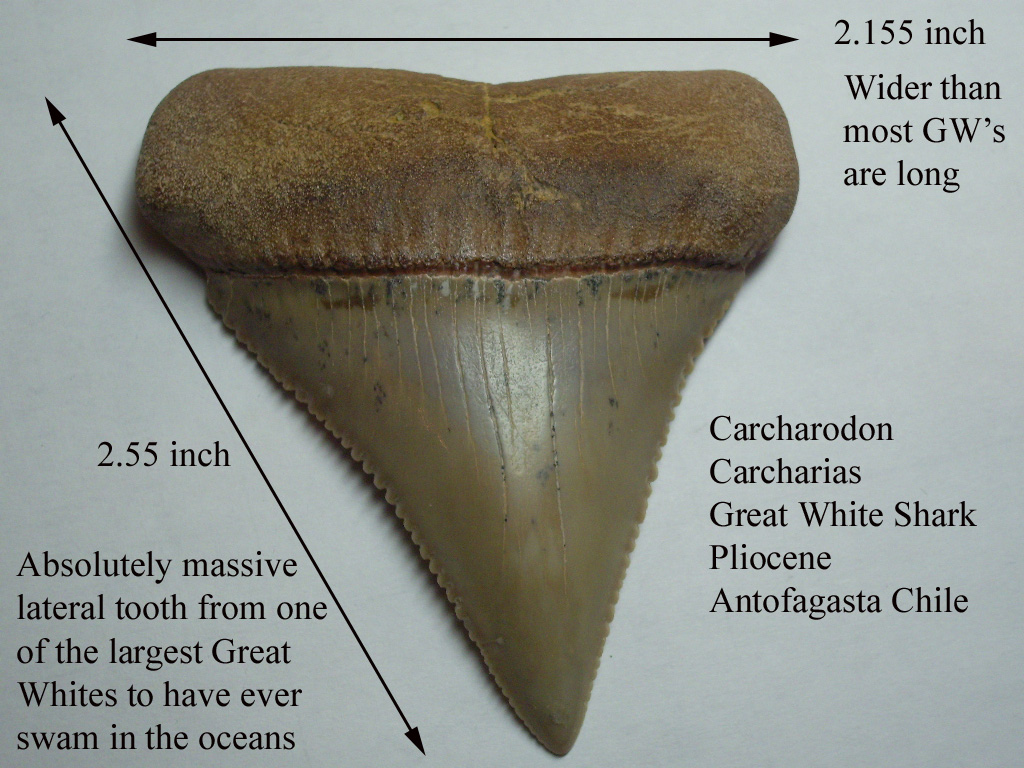 Lets See Your Chilean Teeth! - Member Collections - The Fossil Forum