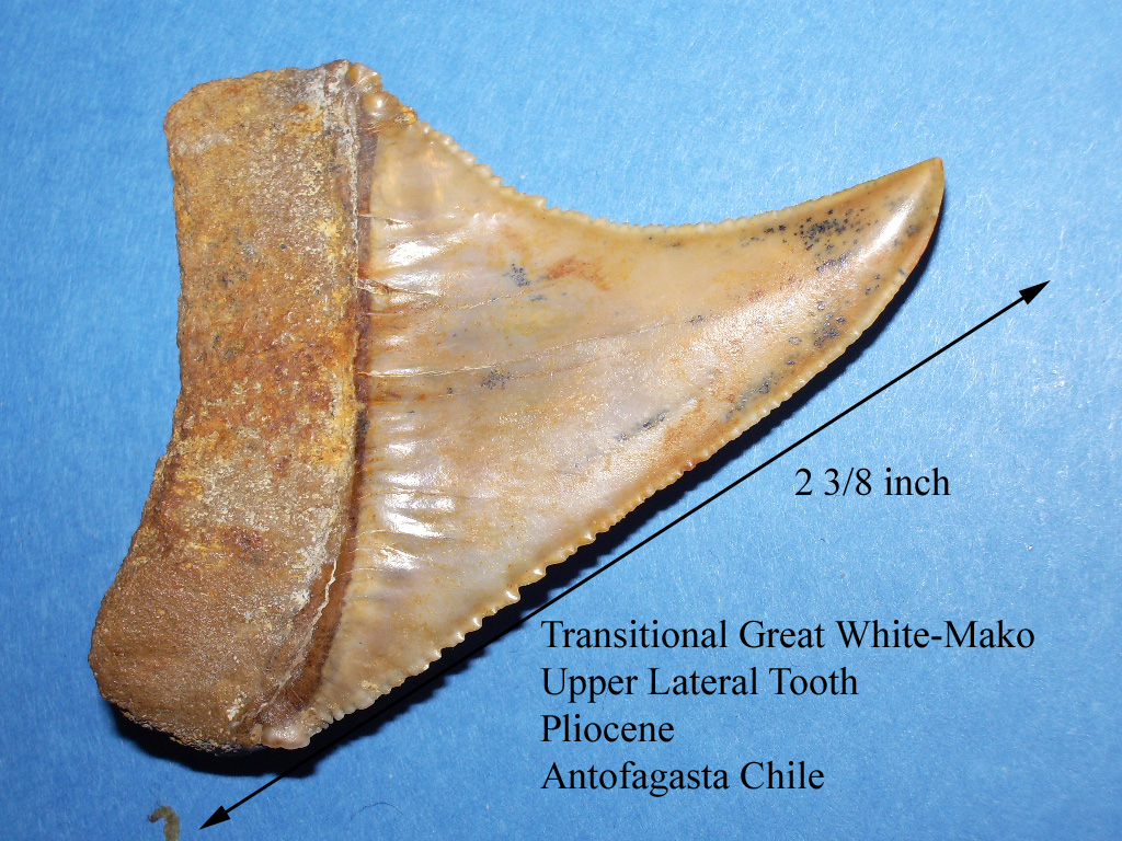 Lets See Your Chilean Teeth! - Member Collections - The Fossil Forum