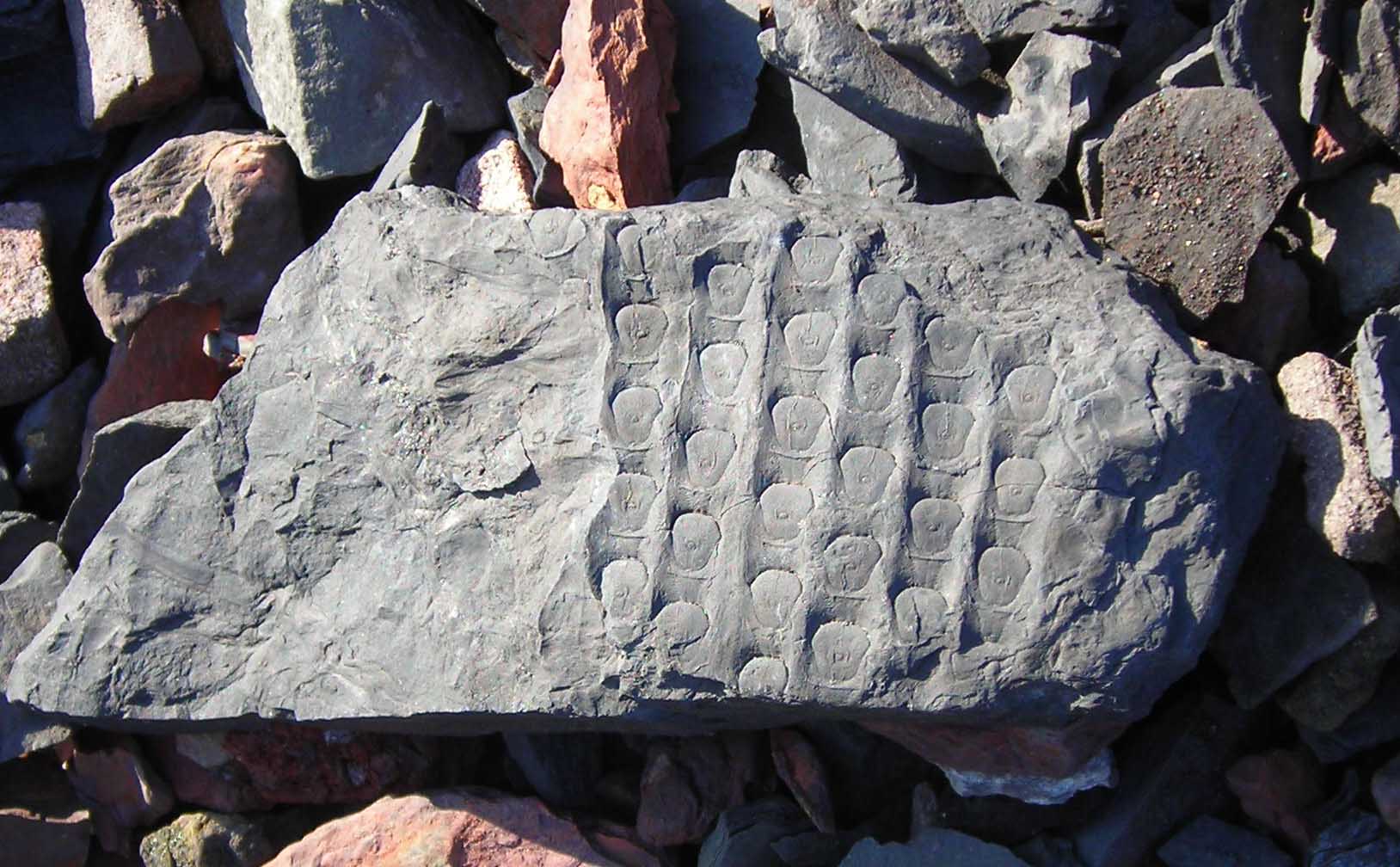 Sigillaria In Black Mudstone - Fossil Hunting Trips - The Fossil Forum