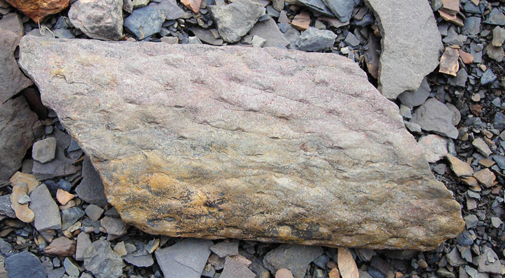 Stigmaria In Details - Fossil Hunting Trips - The Fossil Forum