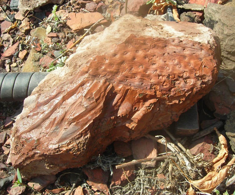 Stigmaria In Details - Fossil Hunting Trips - The Fossil Forum