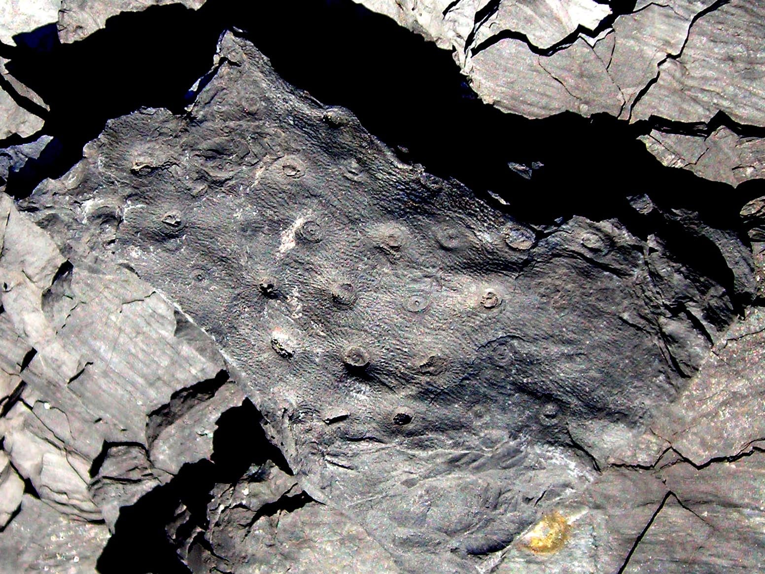 Stigmaria In Details - Fossil Hunting Trips - The Fossil Forum