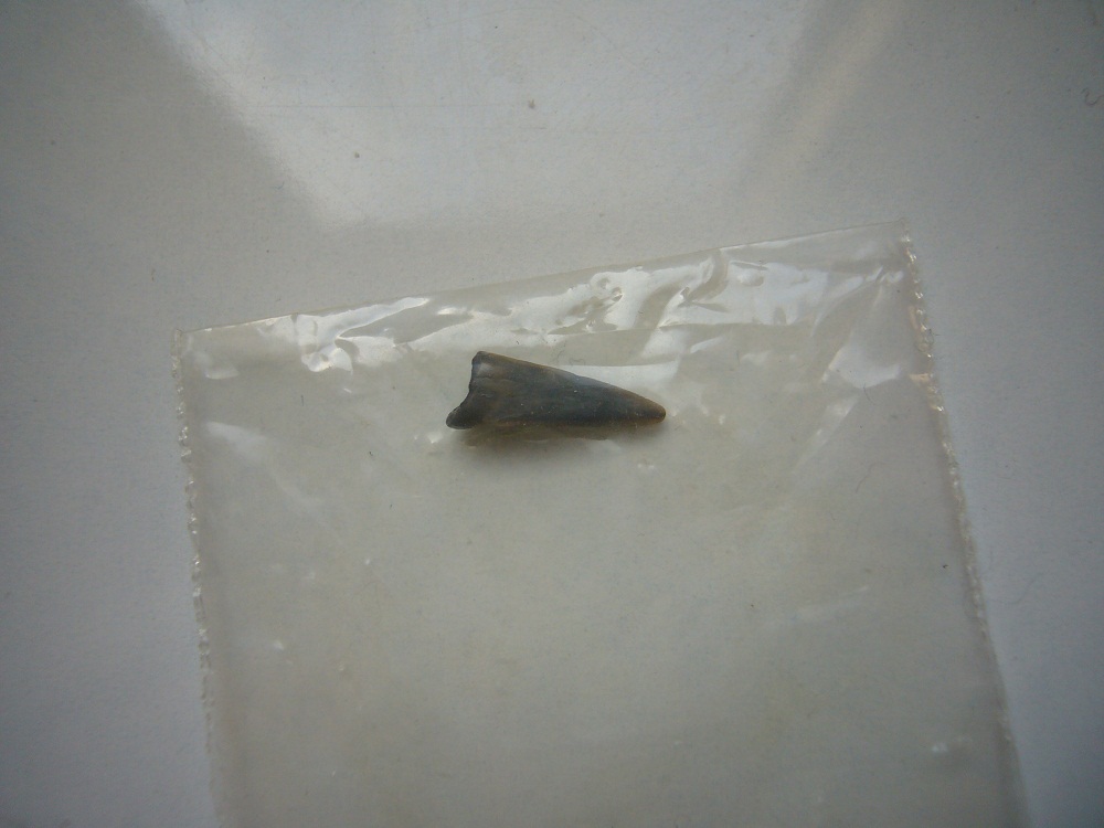 Shark Tooth In Poland - Fossil ID - The Fossil Forum