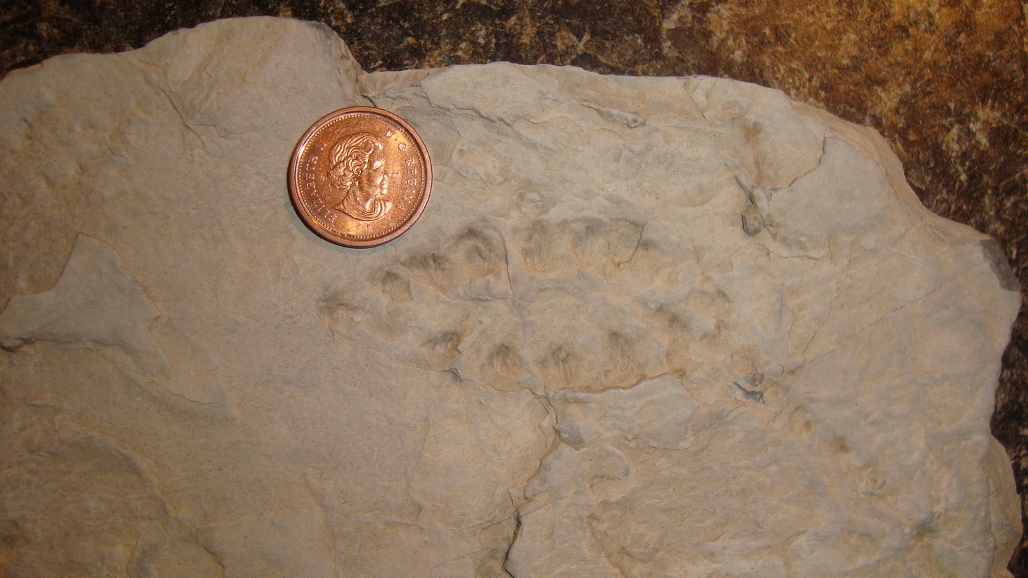 Crinoid In Cambrian? - Fossil ID - The Fossil Forum