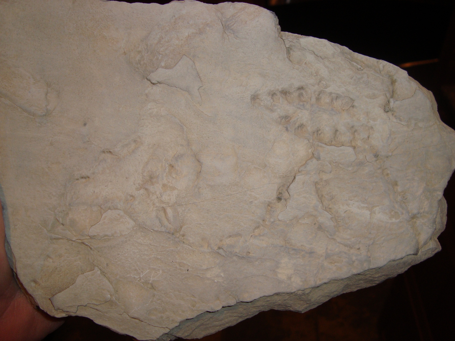 Crinoid In Cambrian? - Fossil ID - The Fossil Forum