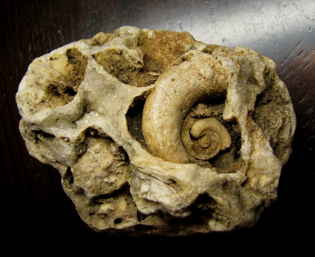 Gastropod & Quartz - Member Collections - The Fossil Forum