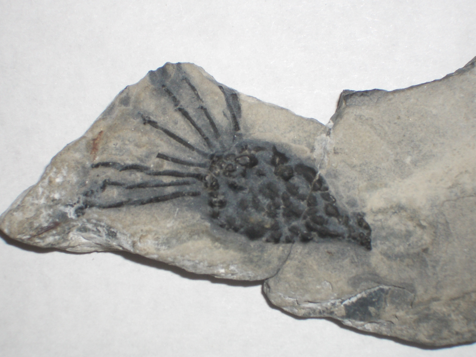 Crinoid In Cambrian? - Fossil ID - The Fossil Forum