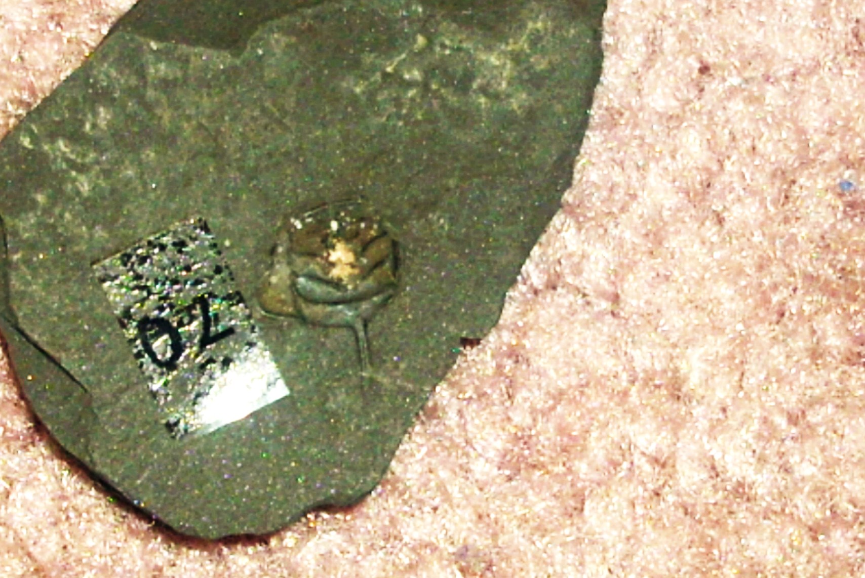 My Diversity Of Triarthrus - Member Collections - The Fossil Forum