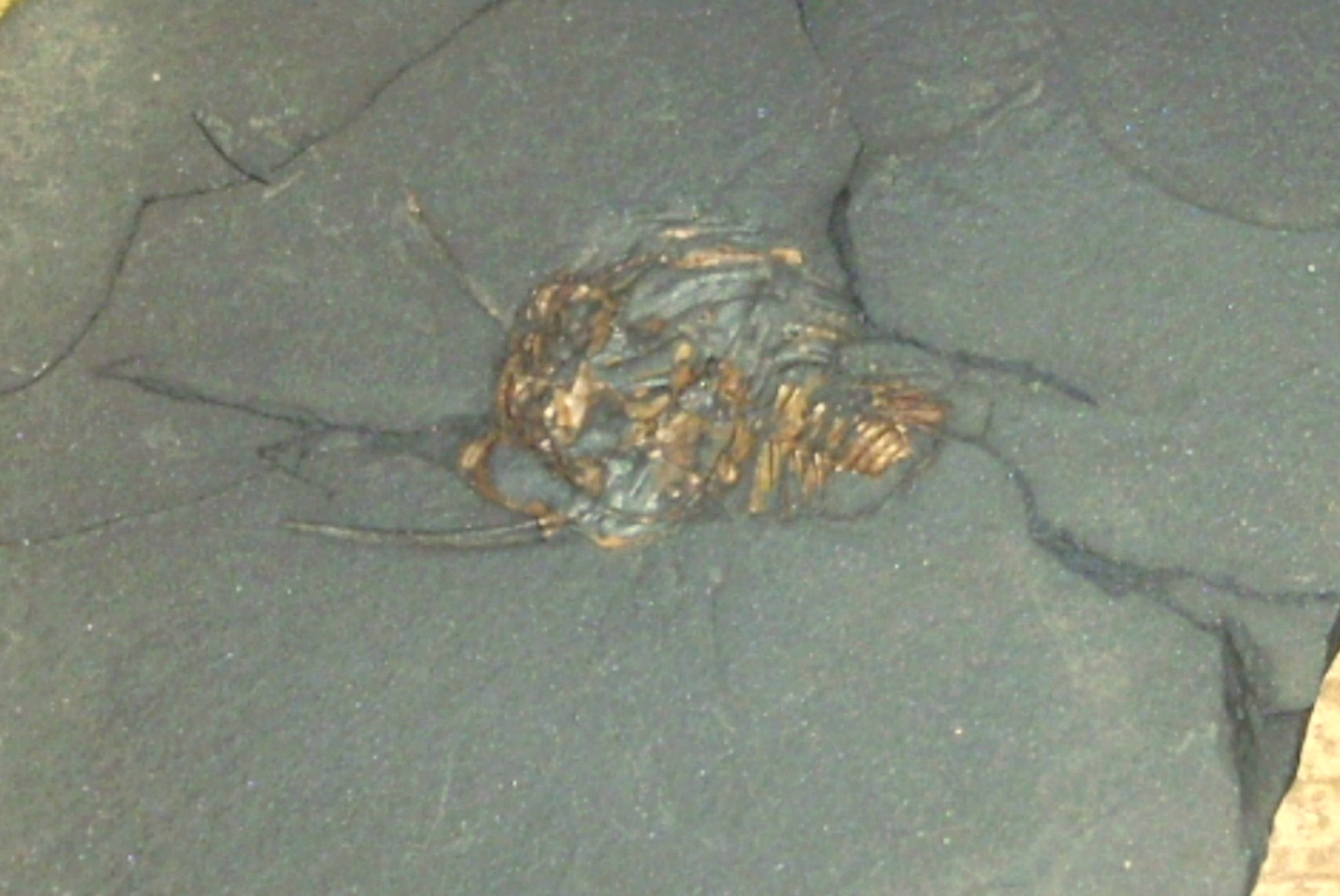My Diversity Of Triarthrus - Member Collections - The Fossil Forum