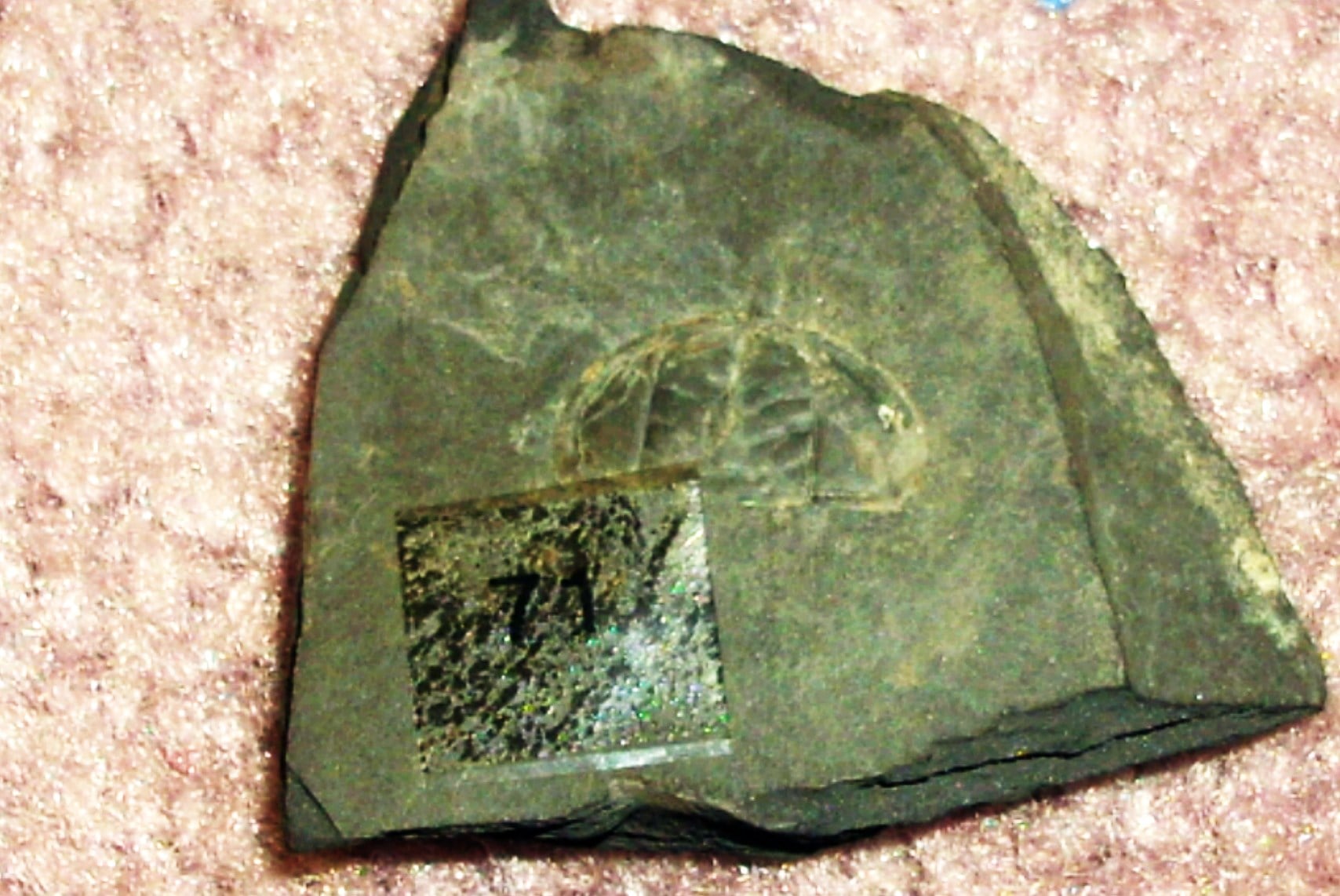 My Diversity Of Triarthrus - Member Collections - The Fossil Forum