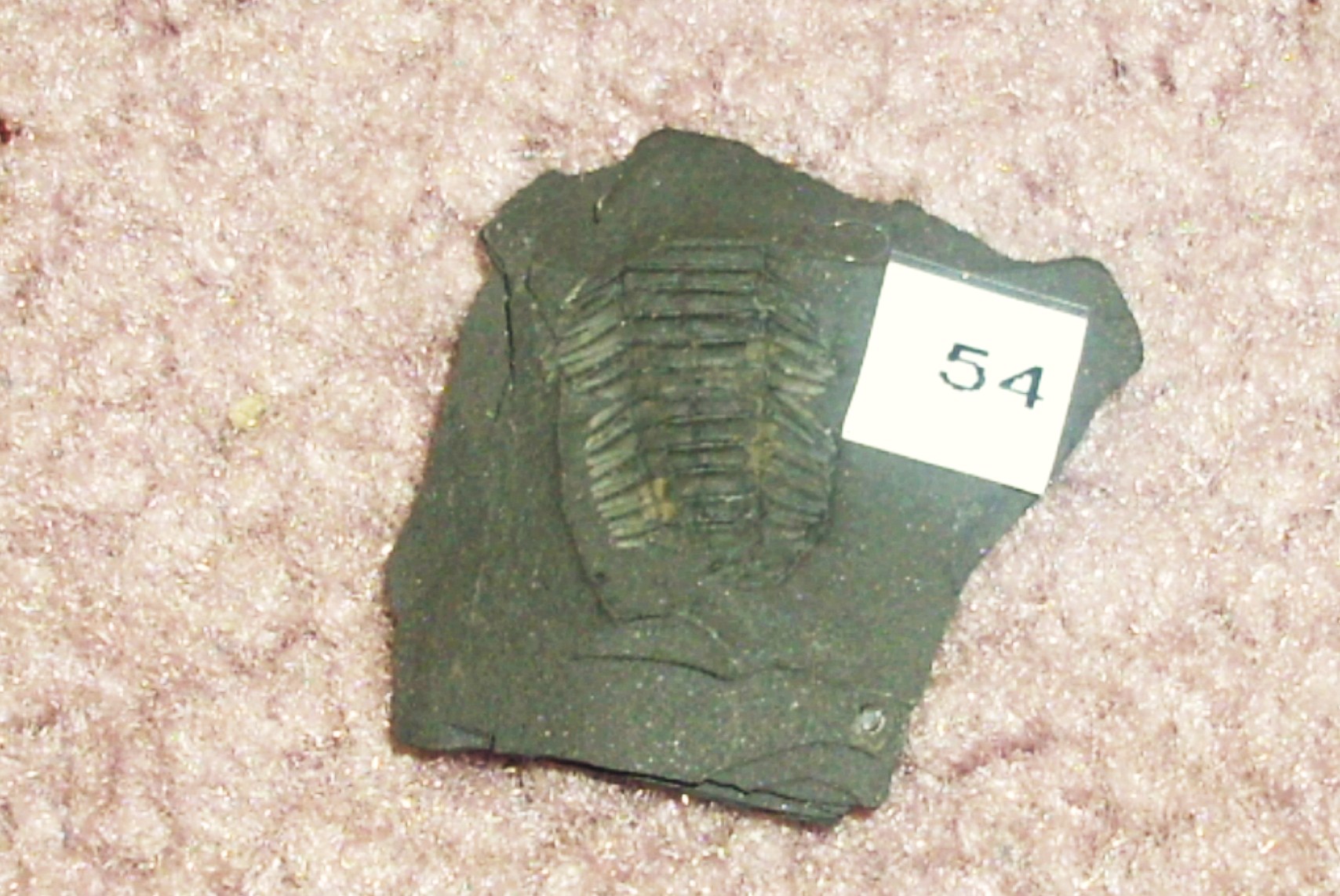 My Diversity Of Triarthrus - Member Collections - The Fossil Forum