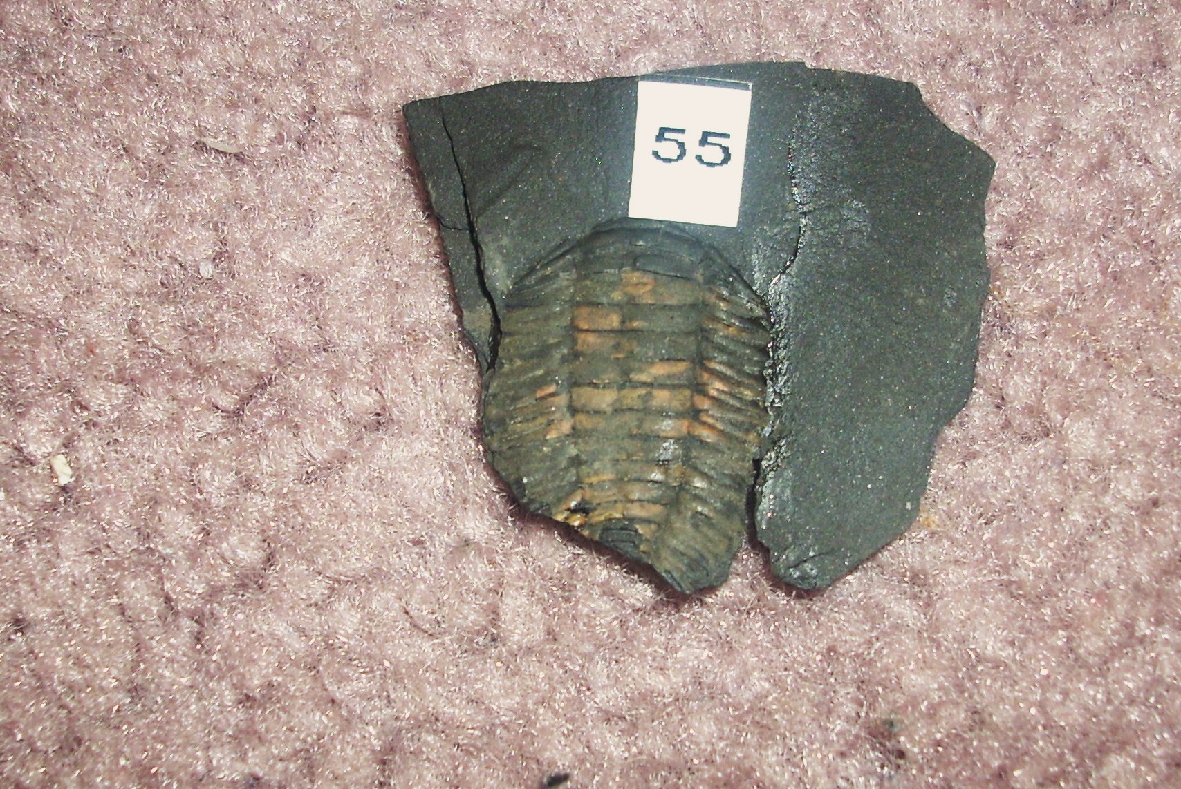 My Diversity Of Triarthrus - Member Collections - The Fossil Forum