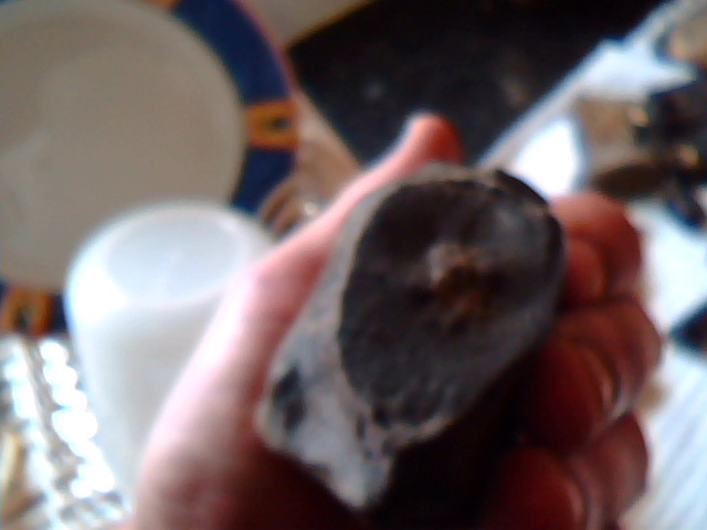 Patho Pleisto, Do You Know? - Fossil ID - The Fossil Forum