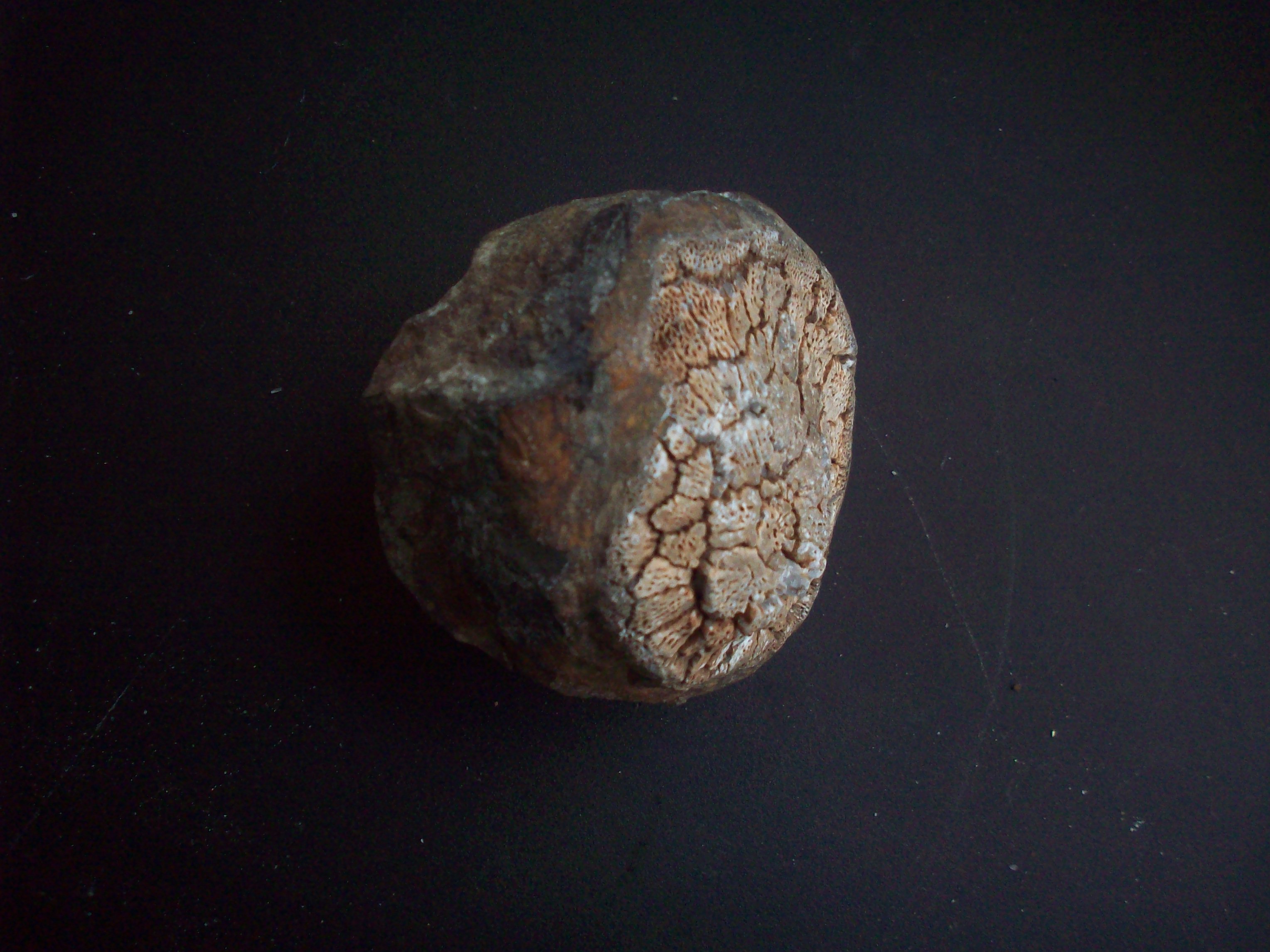 Fossil Or Not? - Fossil ID - The Fossil Forum