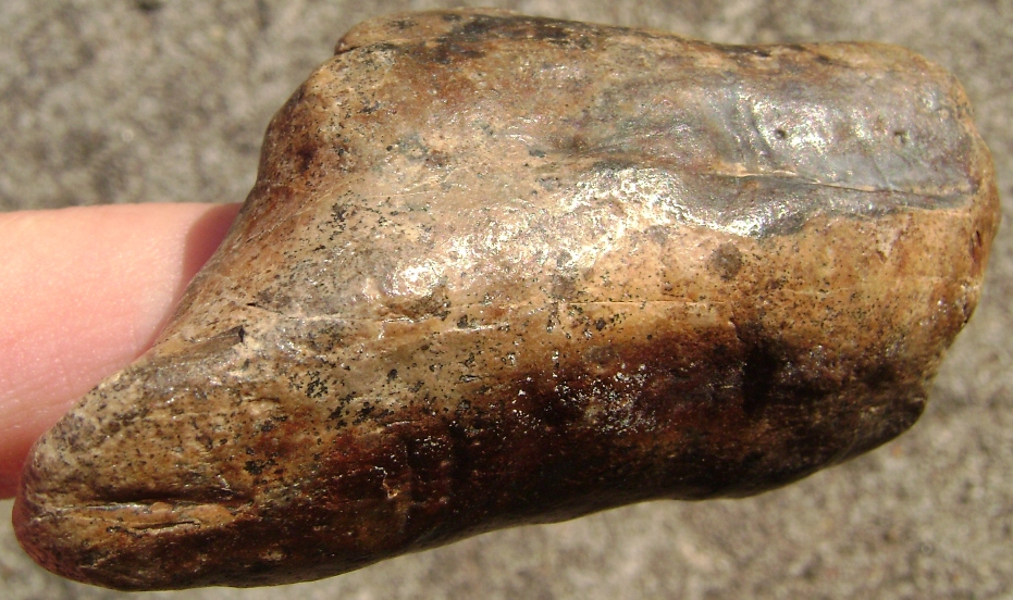 Patho Pleisto, Do You Know? - Fossil ID - The Fossil Forum