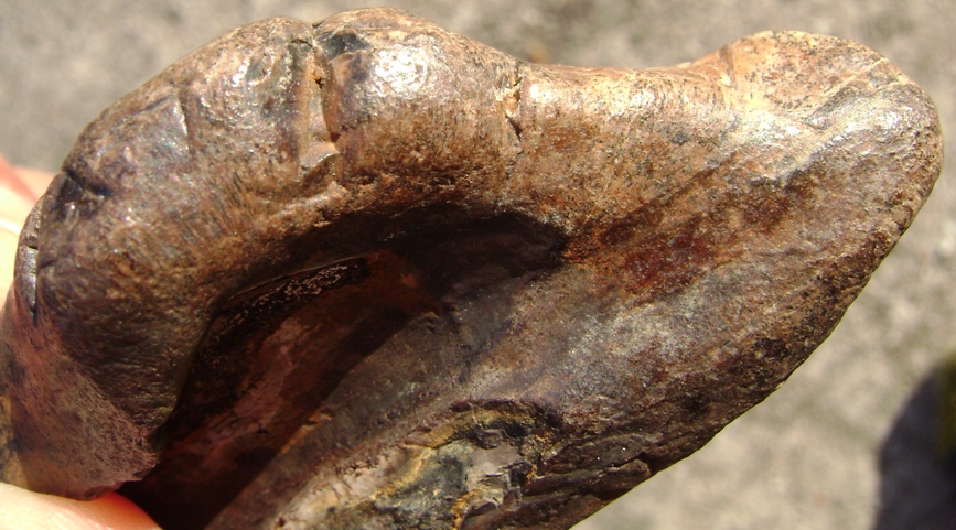 Patho Pleisto, Do You Know? - Fossil ID - The Fossil Forum