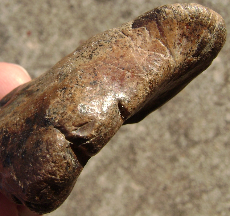 Patho Pleisto, Do You Know? - Fossil ID - The Fossil Forum