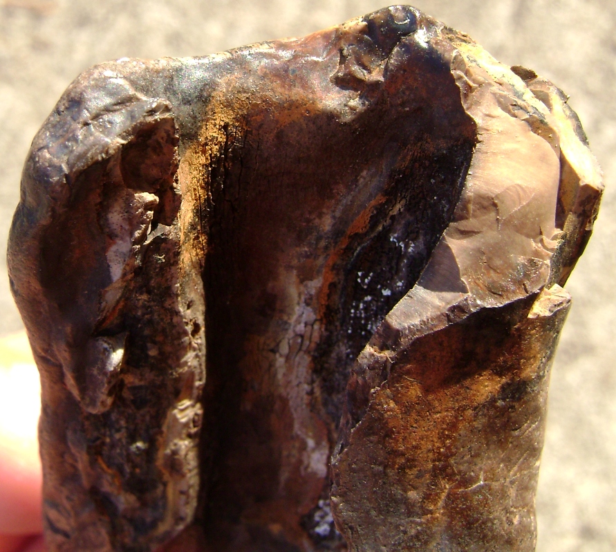 Patho Pleisto, Do You Know? - Fossil ID - The Fossil Forum