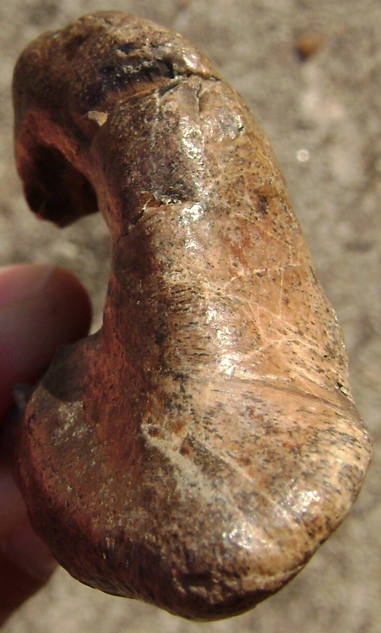 Patho Pleisto, Do You Know? - Fossil ID - The Fossil Forum