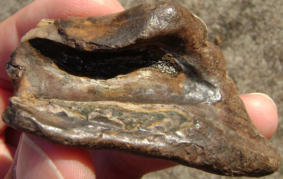 Patho Pleisto, Do You Know? - Fossil ID - The Fossil Forum