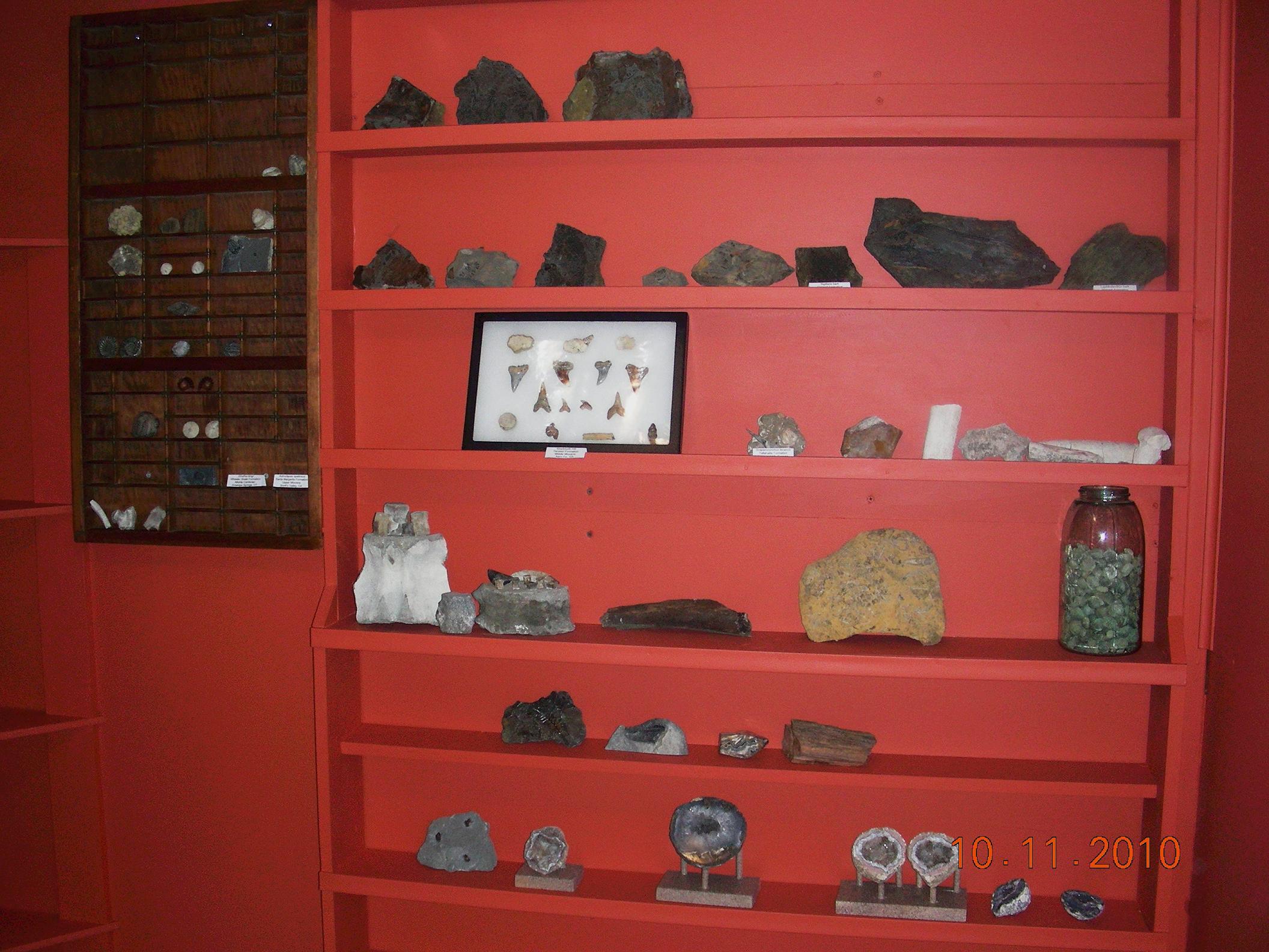 New Fossil Room - Member Collections - The Fossil Forum