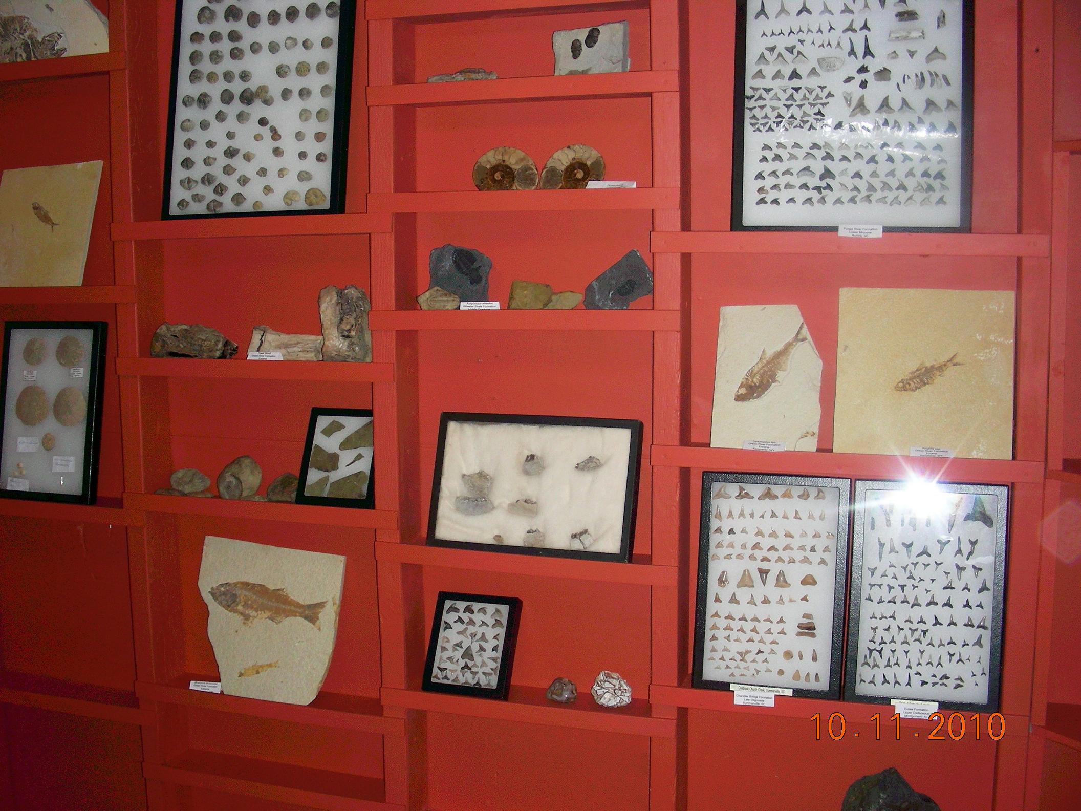 New Fossil Room - Member Collections - The Fossil Forum