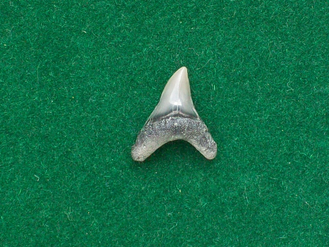 One Rare Shark Teeth From France - Member Collections - The Fossil Forum