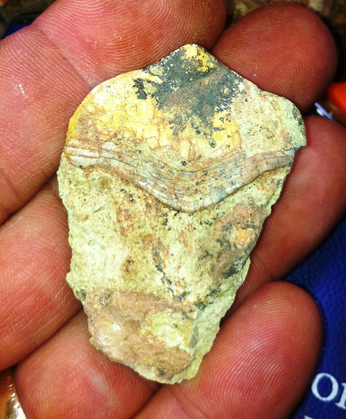 Cen Tex Clay Pit - Fossil Hunting Trips - The Fossil Forum