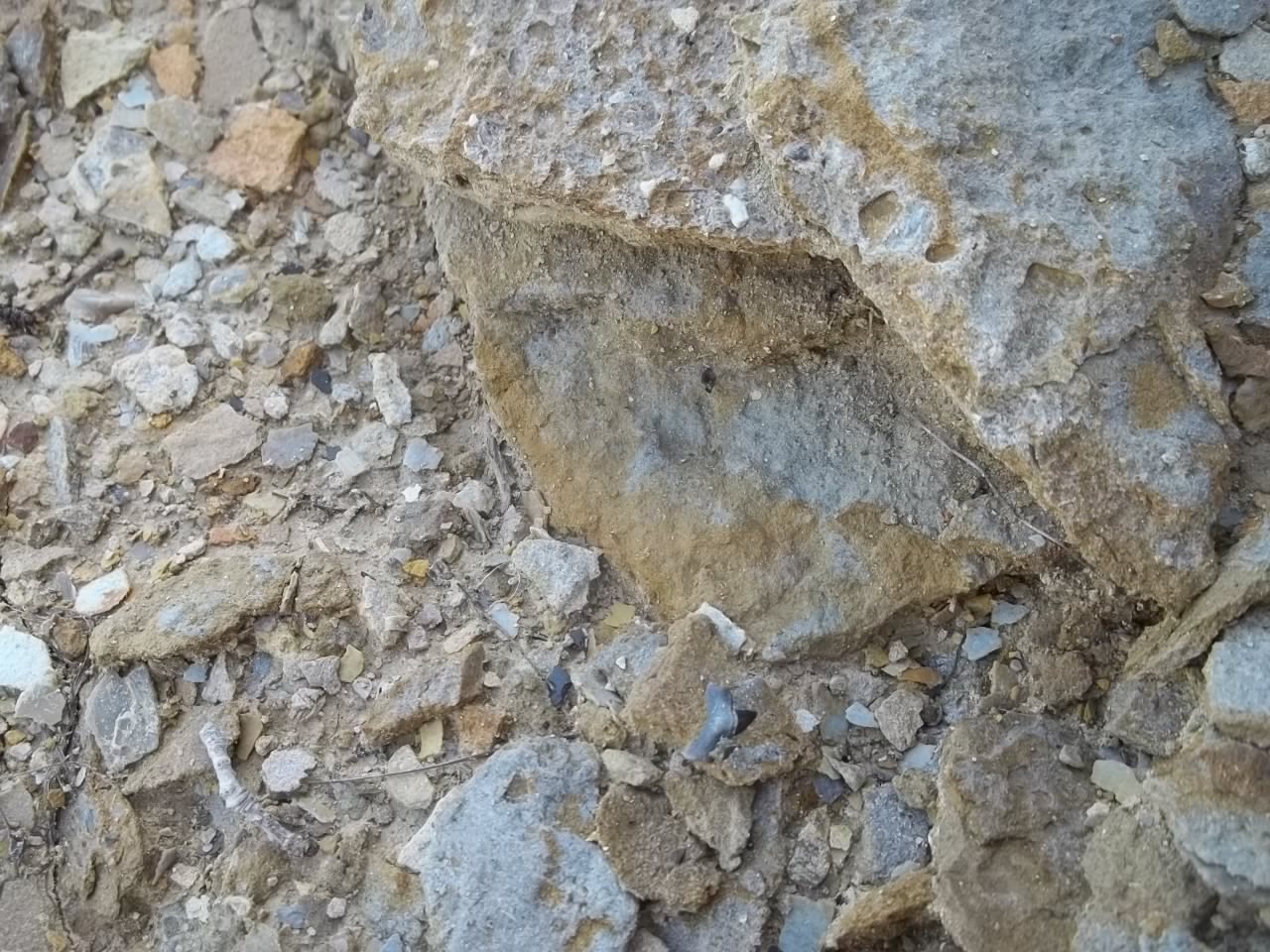 A Few Greenhorn Limestone Teeth And A Jaw Plate - Fossil Hunting Trips ...