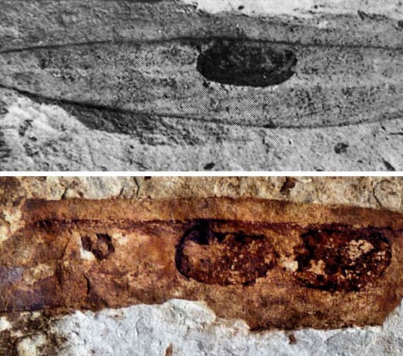 Two Fossil Seeds In A Pod - Member Collections - The Fossil Forum