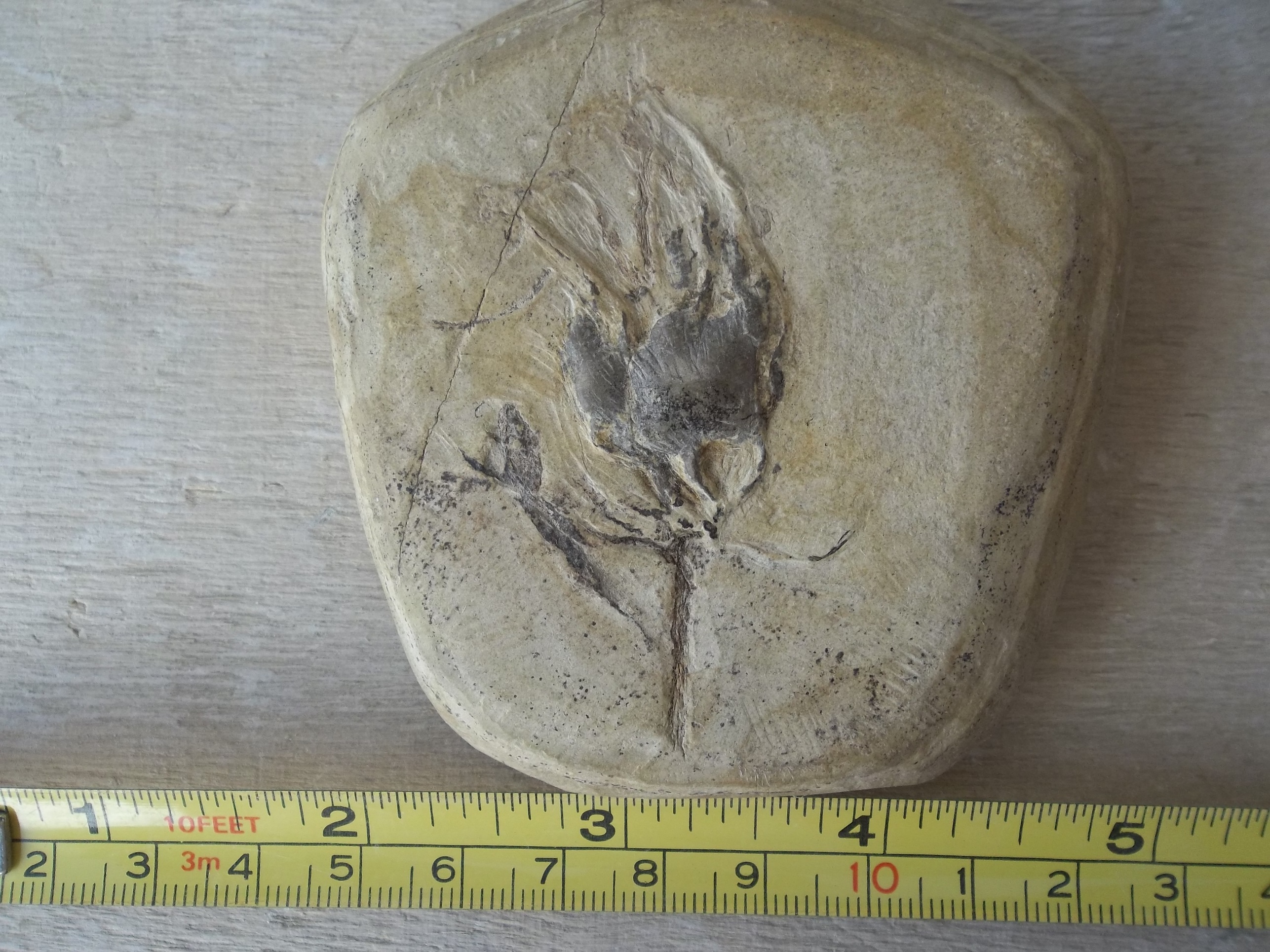 Flower? - Fossil ID - The Fossil Forum