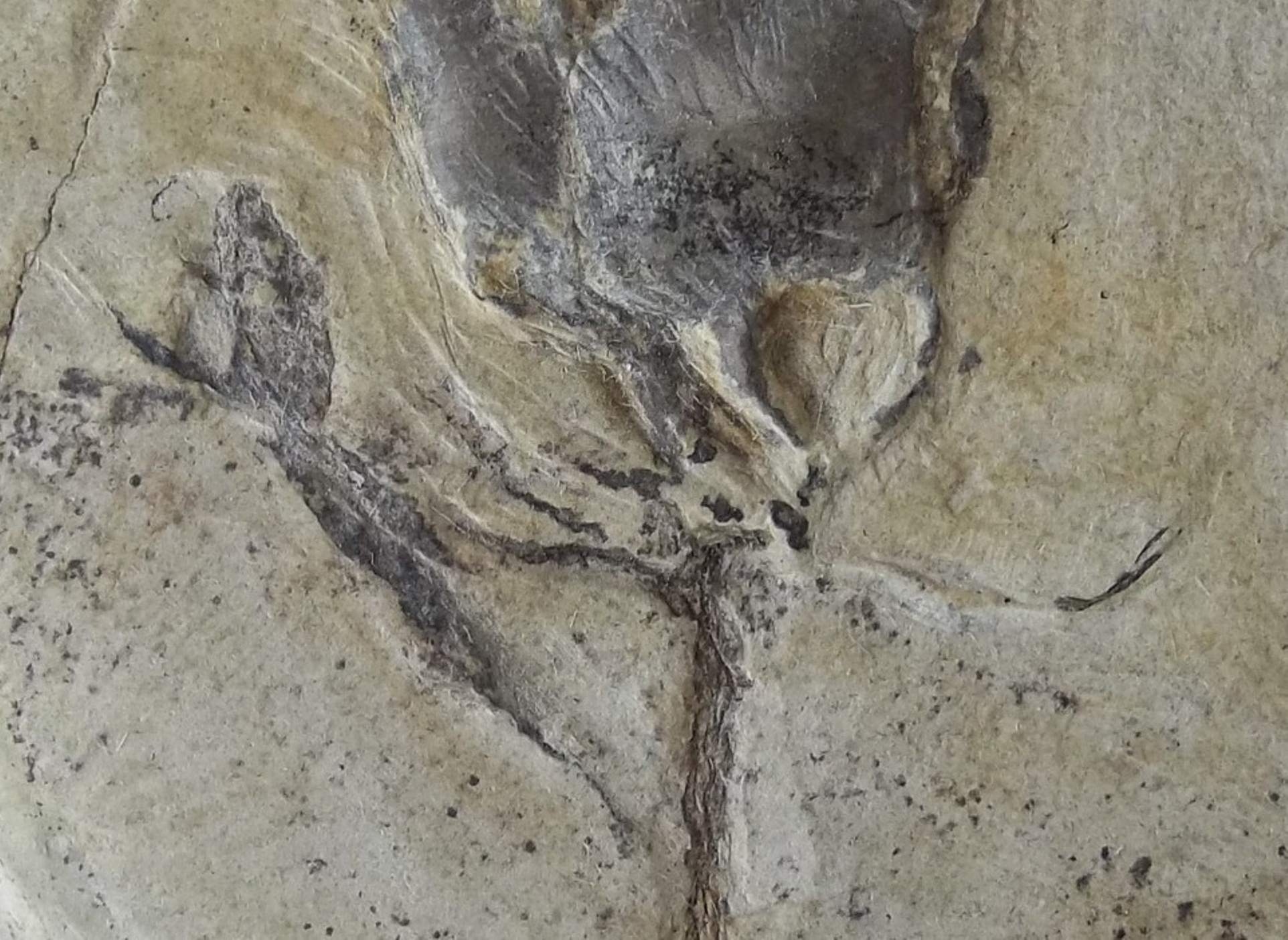 Flower? - Fossil ID - The Fossil Forum